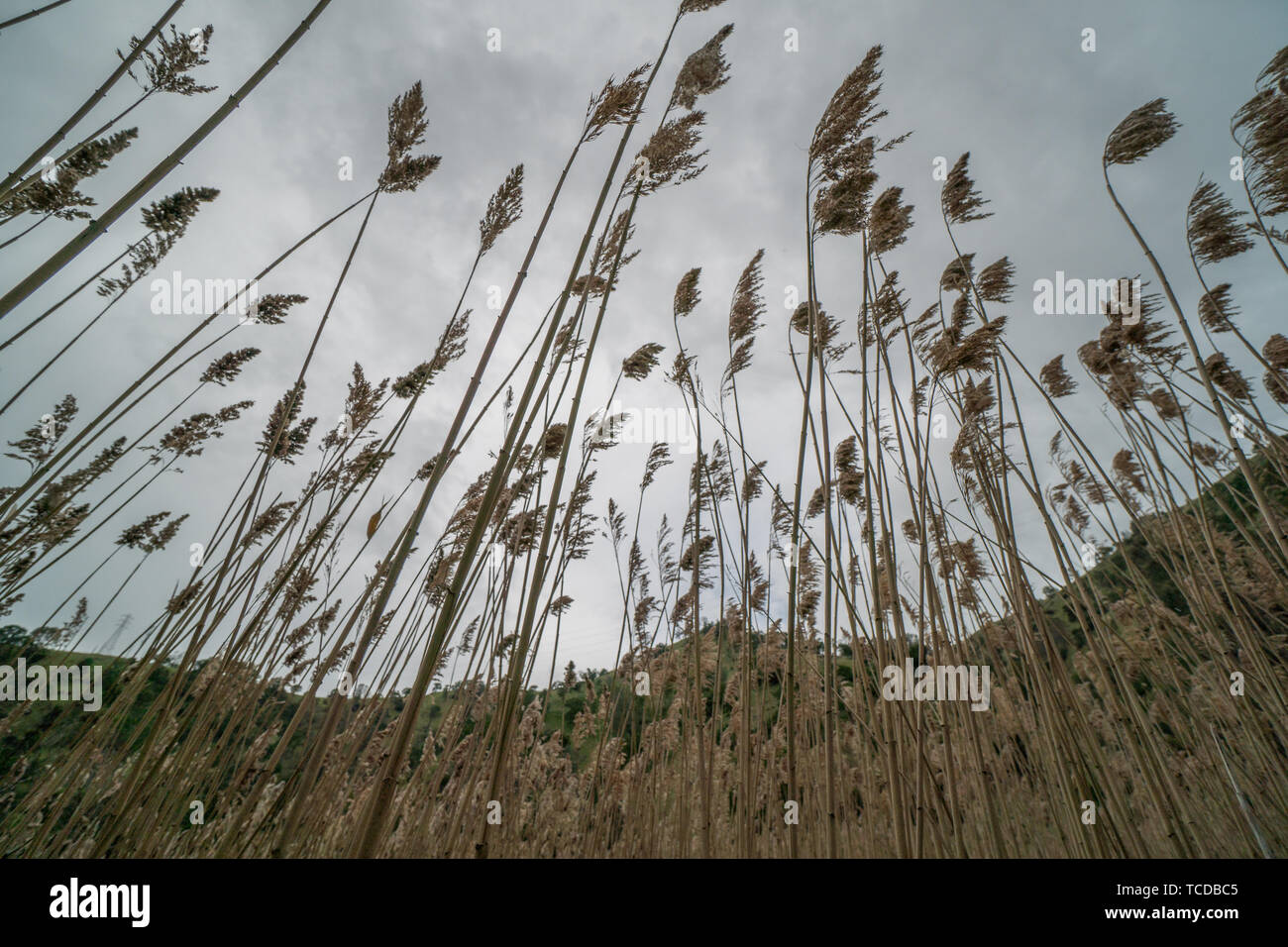 Pampus grass hi-res stock photography and images - Alamy
