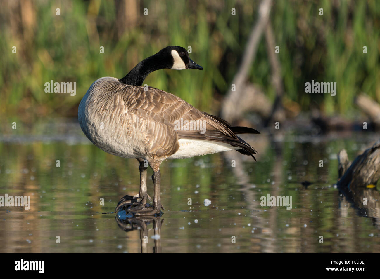 Canada goose standing rock hi-res stock photography and images - Alamy