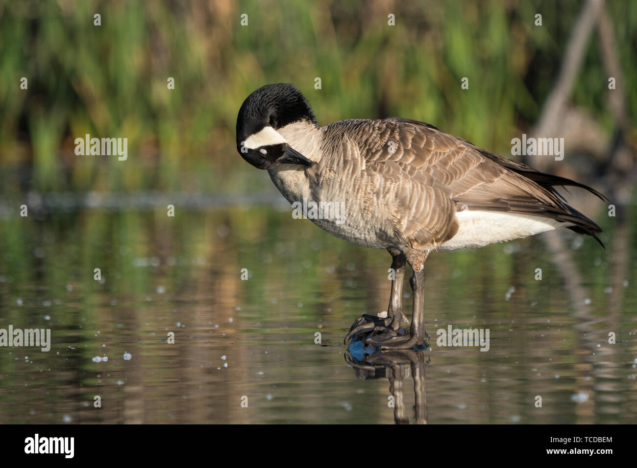 Canada goose standing rock hi-res stock photography and images - Alamy