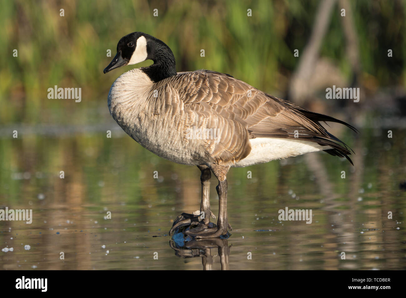 Canada goose standing rock hi-res stock photography and images - Alamy