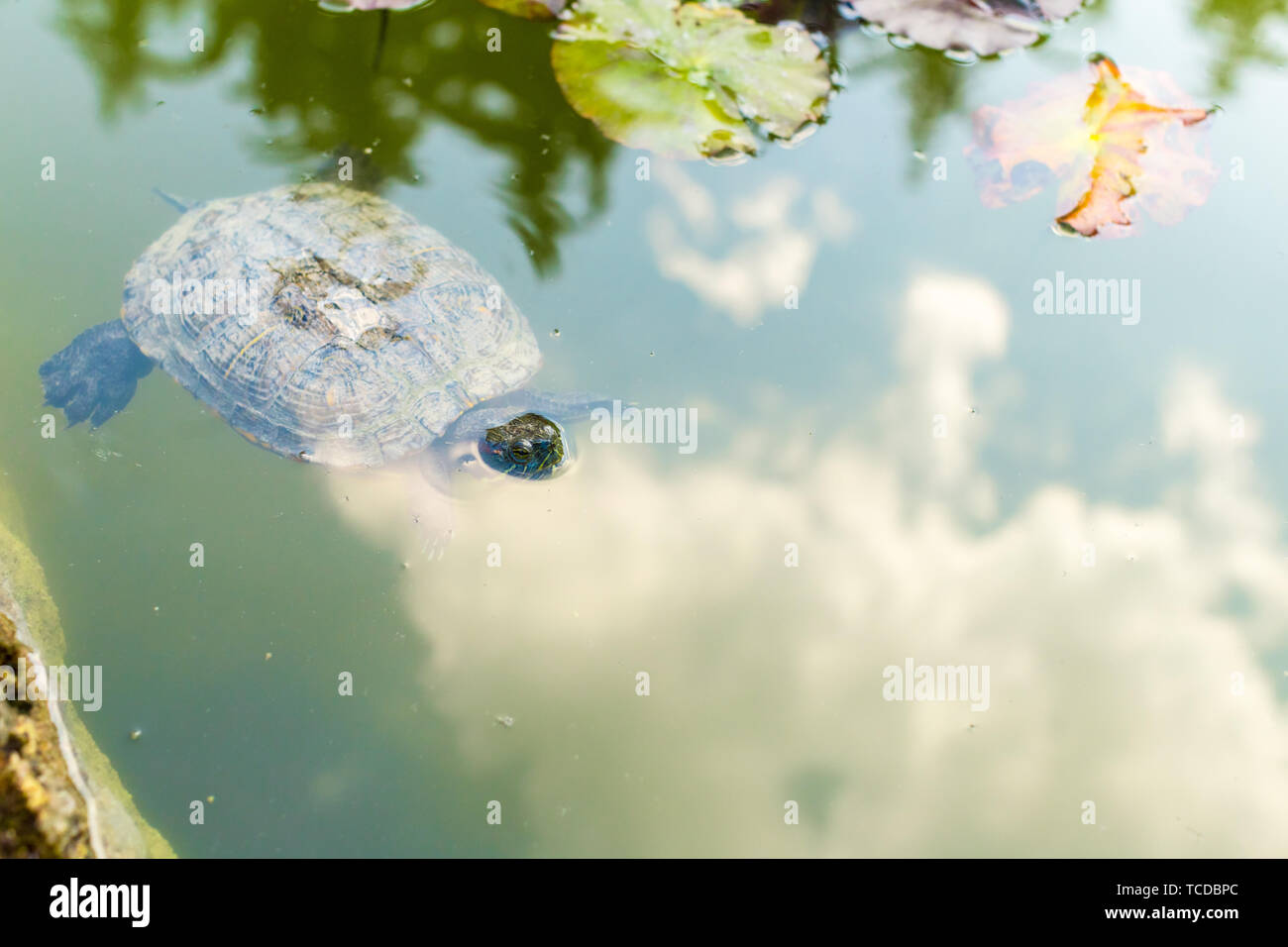 Turtle swimming in a pond in a zoo Stock Photo - Alamy