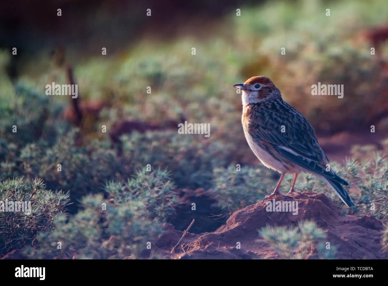 White-winged Lark or Alauda leucoptera sits on ground Stock Photo - Alamy