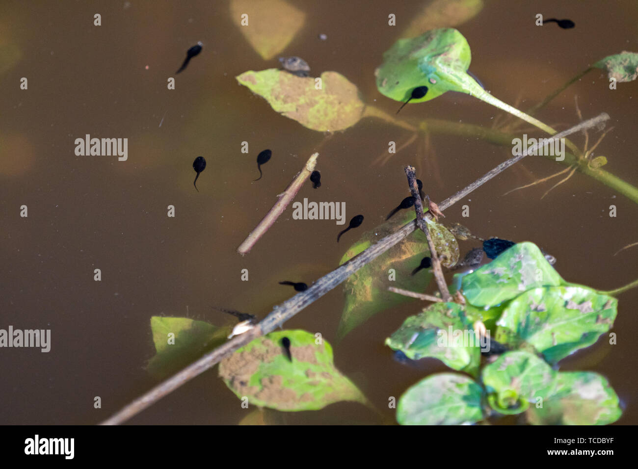 Frog Tadpoles swimming in natural habitat Stock Photo - Alamy