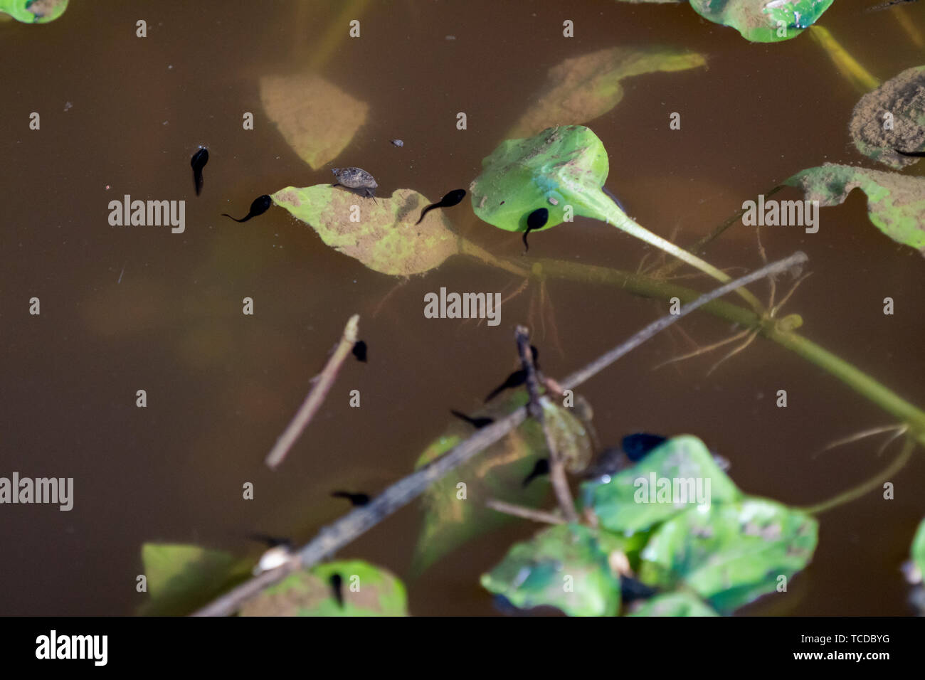 Frog Tadpoles swimming in natural habitat Stock Photo - Alamy