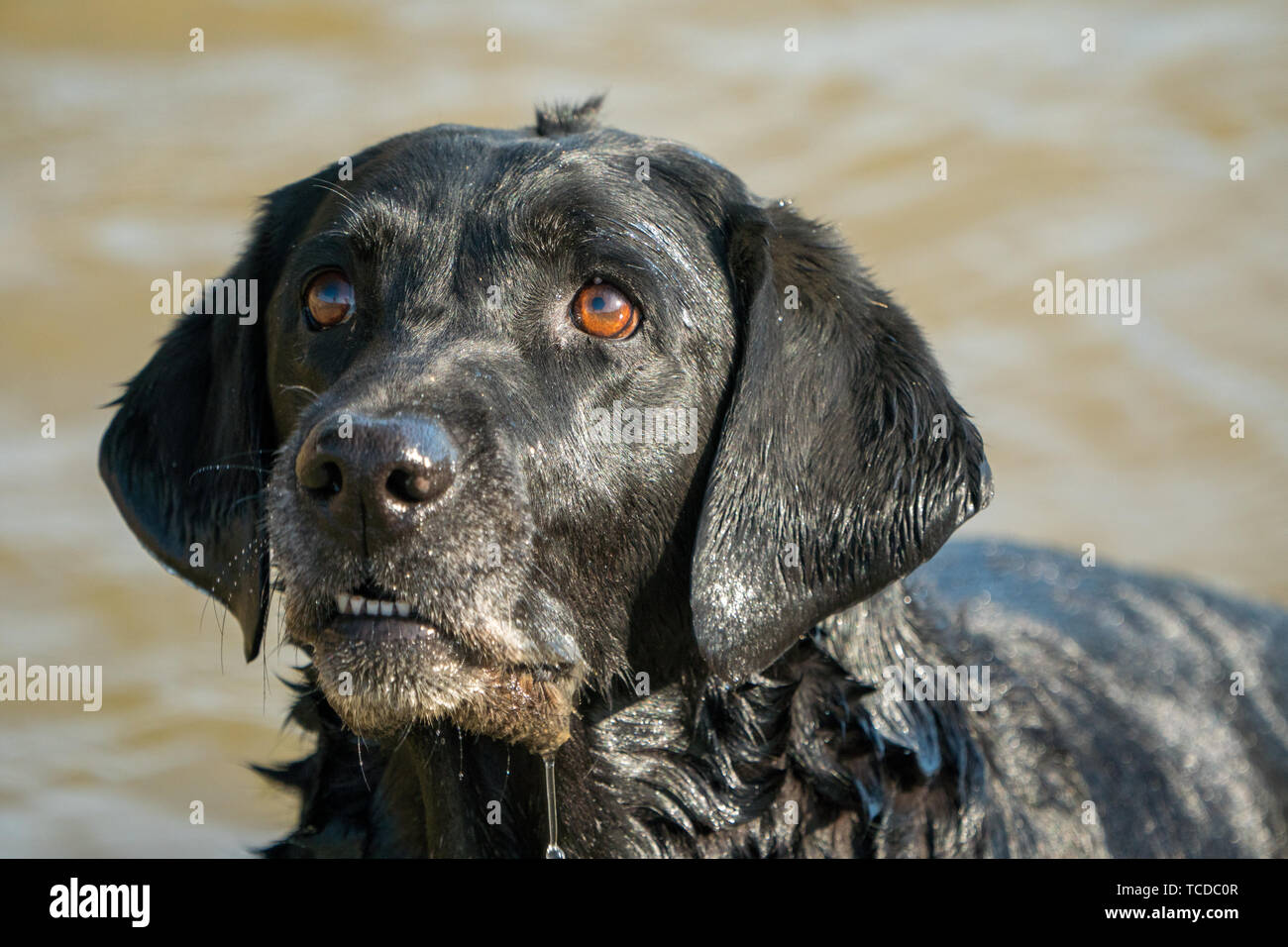 black Labrador retriever begging for treat Stock Photo - Alamy