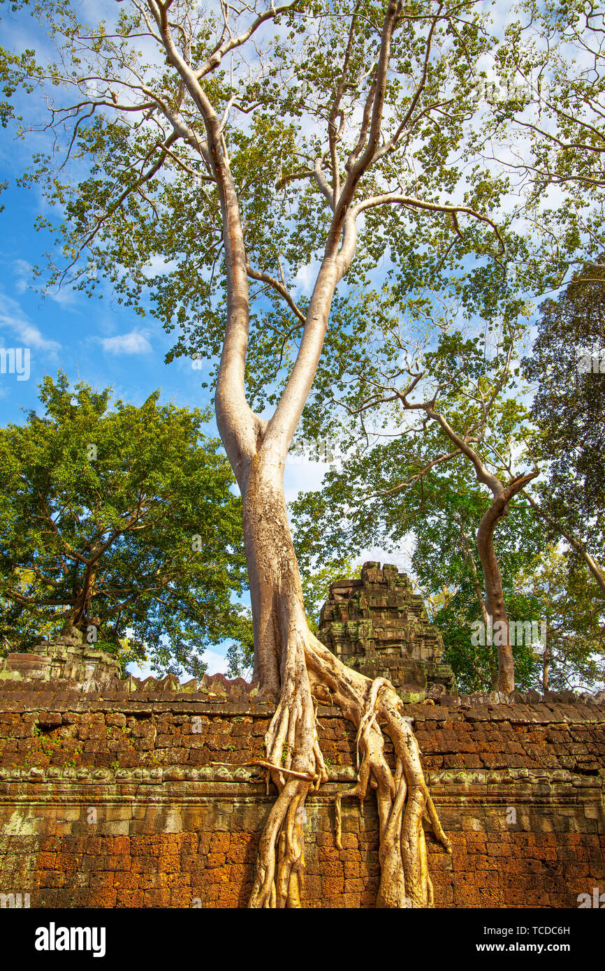 Cambodian tree roots hi-res stock photography and images - Alamy