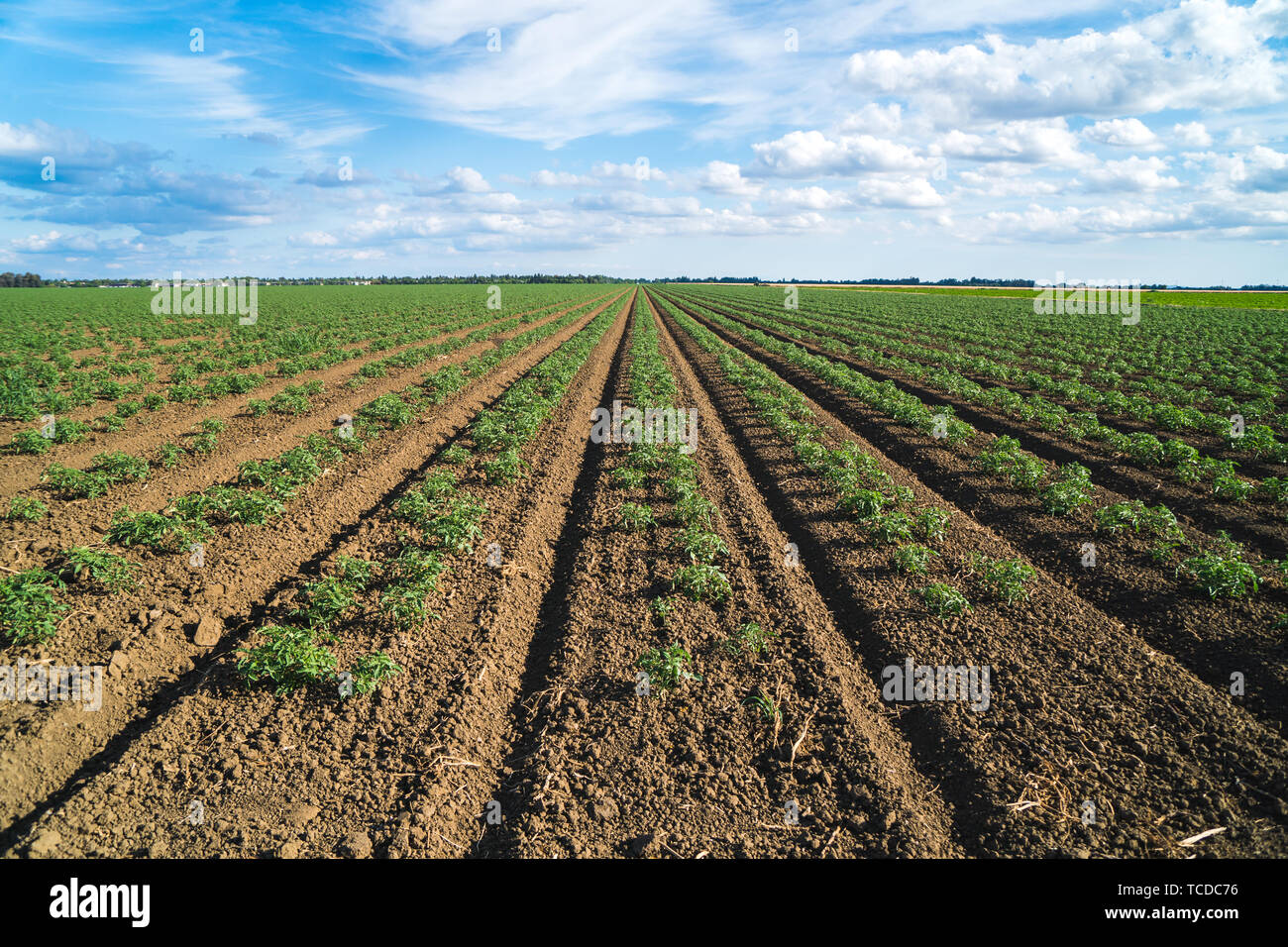 Tomato row crops California Stock Photo - Alamy