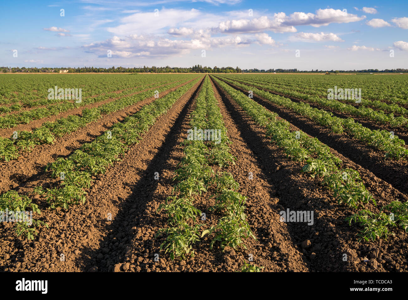 Tomato row crops California Stock Photo - Alamy