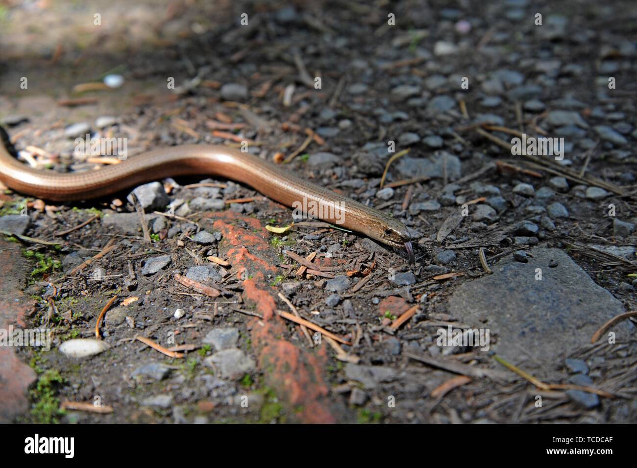 A juvenile slow worm (Anguis fragilis) in the sunshine on a Shropshire ...