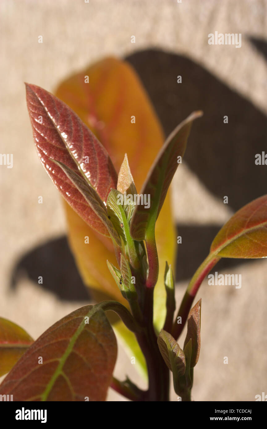Detail of a sprout of an avocado tree in spring Stock Photo - Alamy