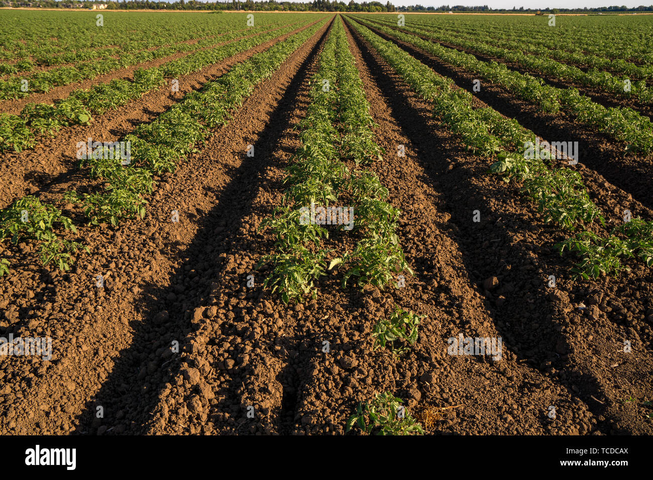 Tomato row crops California Stock Photo - Alamy