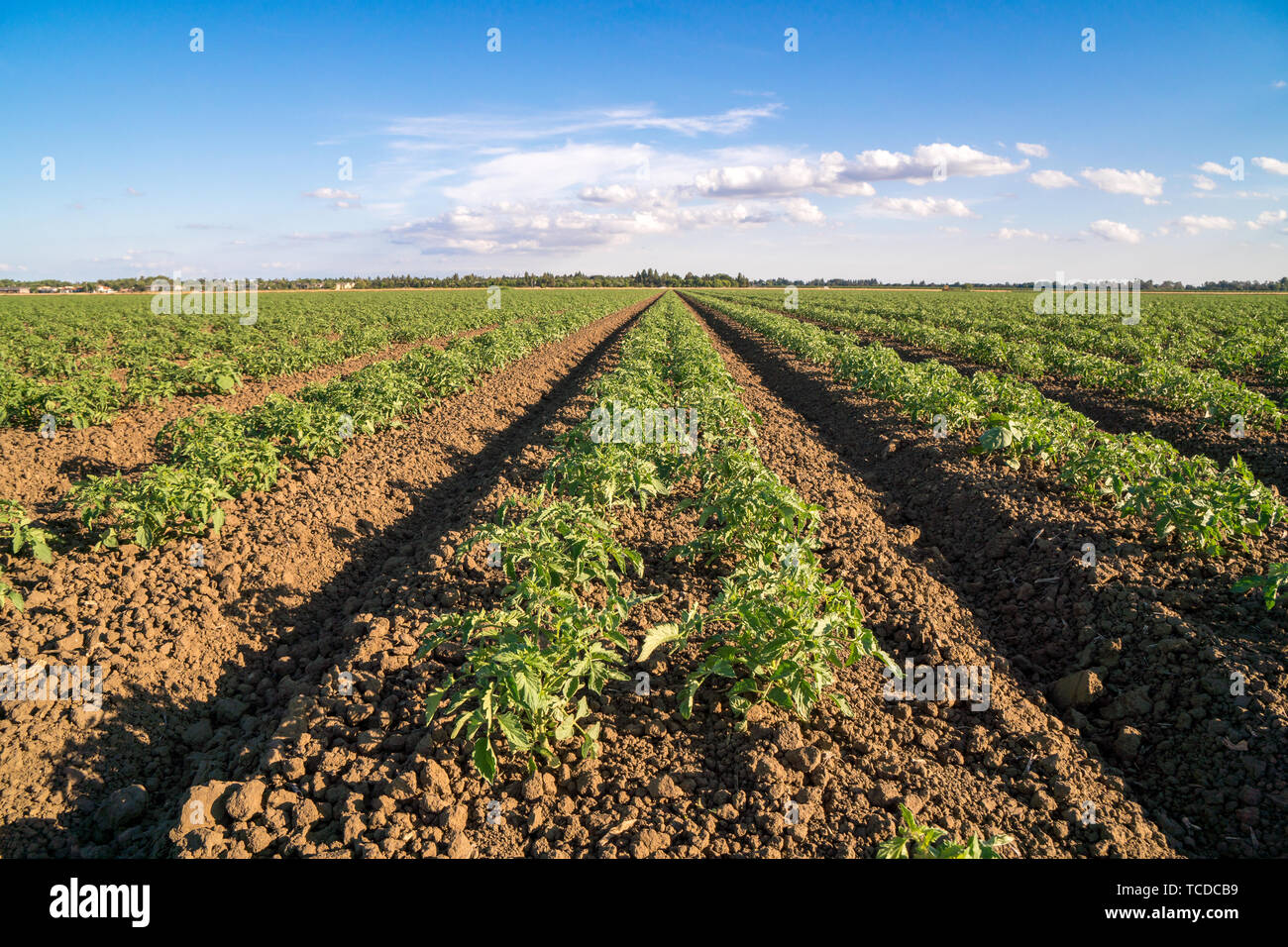 Tomato row crops California Stock Photo - Alamy
