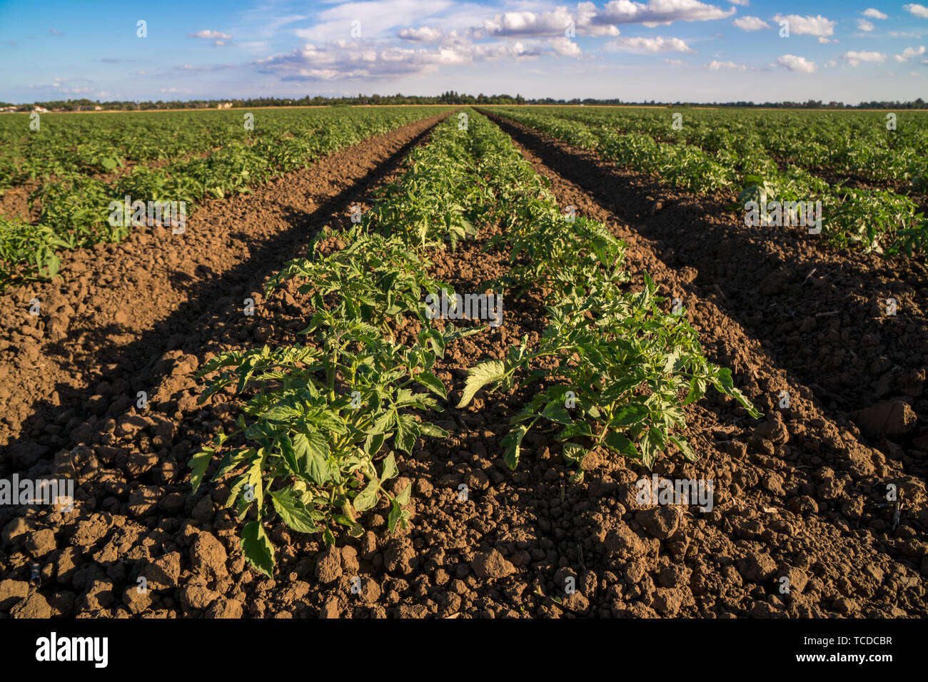 Tomato row crops California Stock Photo - Alamy