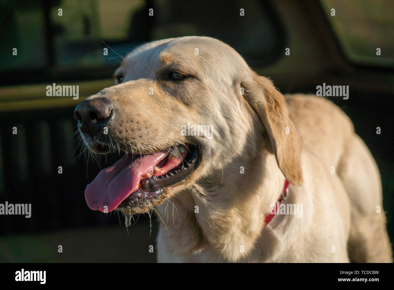Yellow Labrador retriever panting heavily Stock Photo - Alamy