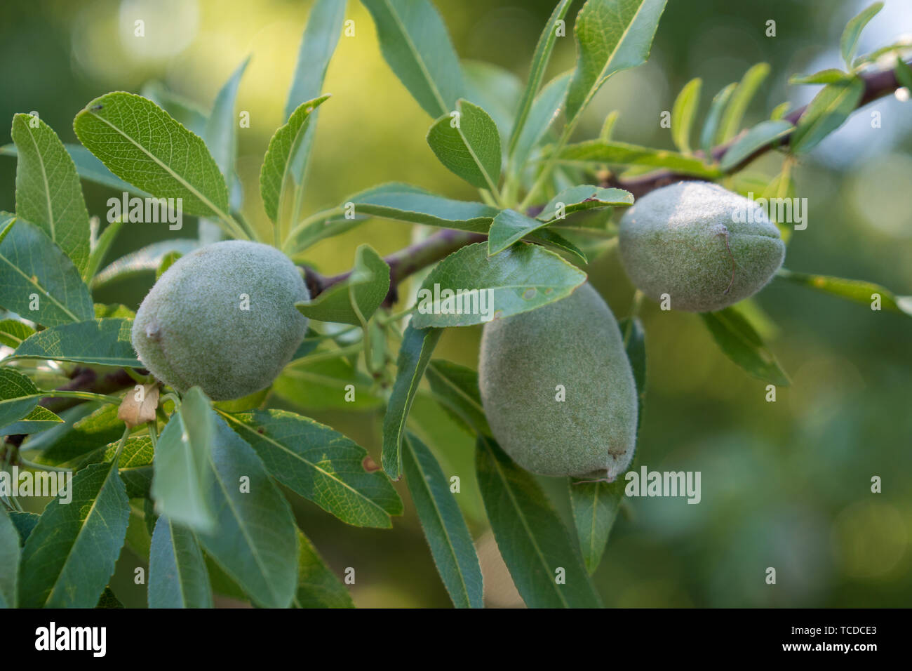 Almonds on tree in hi-res stock photography and images - Alamy