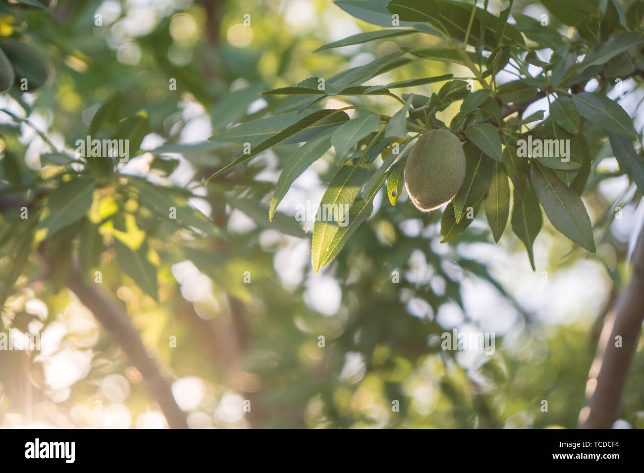 Unripe almonds hi-res stock photography and images - Alamy
