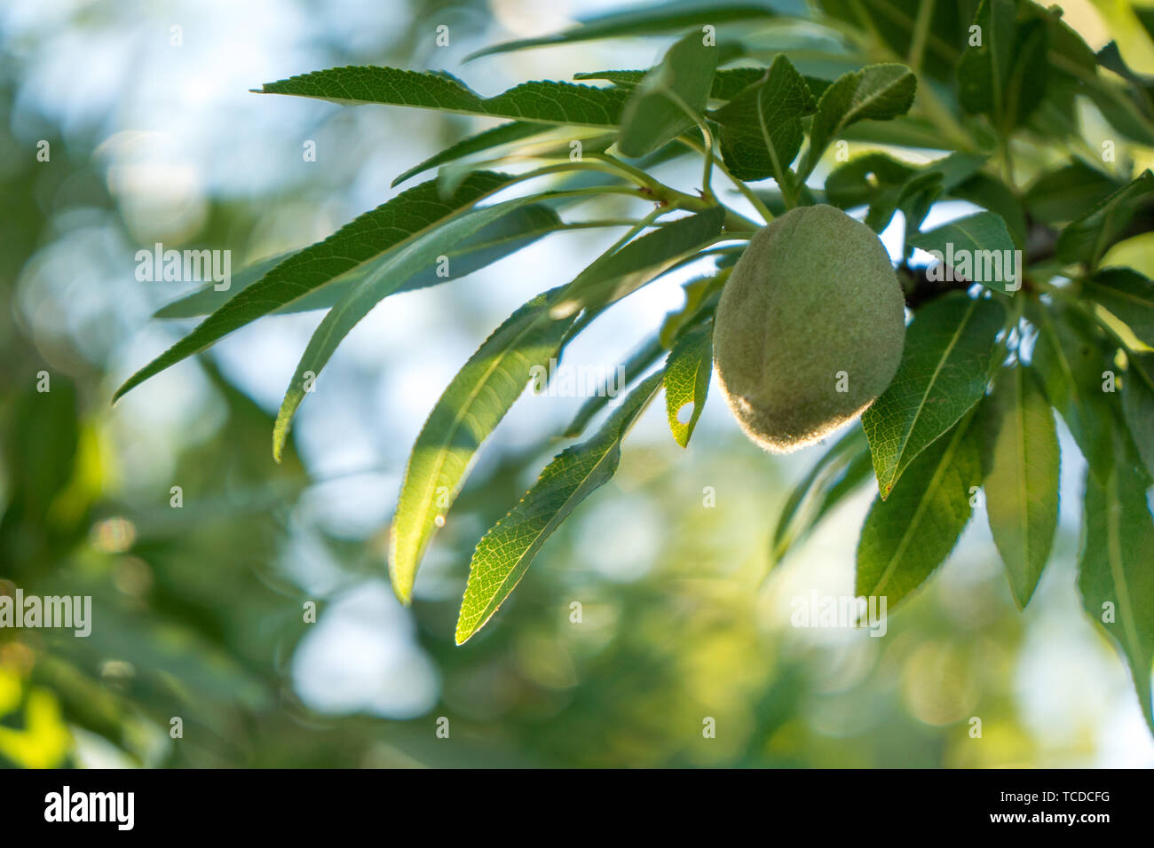Almonds on tree in hi-res stock photography and images - Alamy