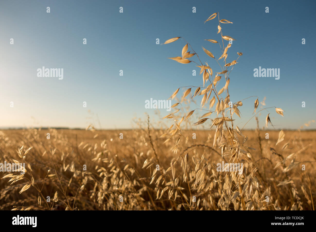 Wild oat dry open seed pods Stock Photo - Alamy