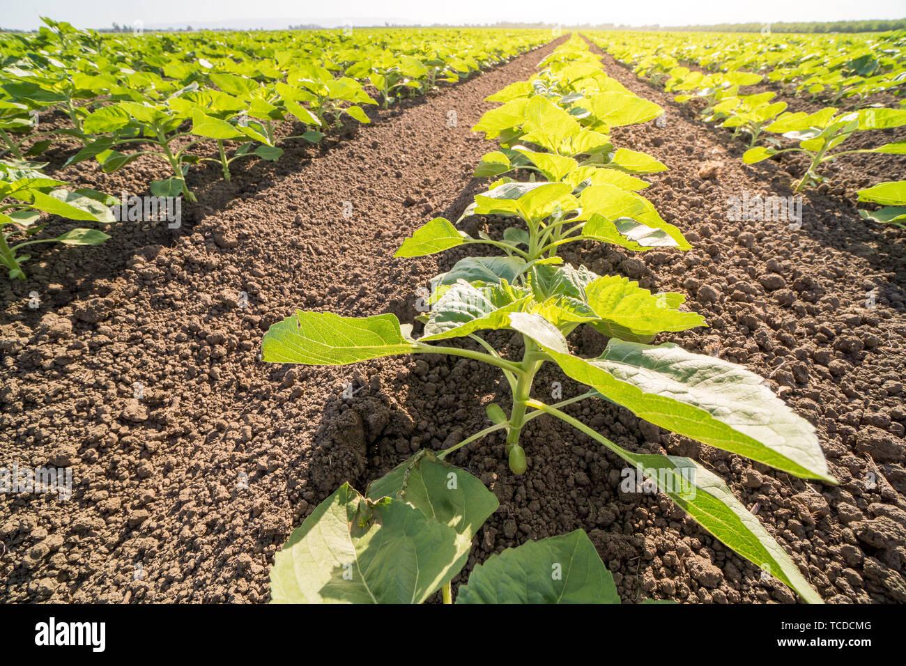 freshly planted sunflower agriculture crop Stock Photo - Alamy