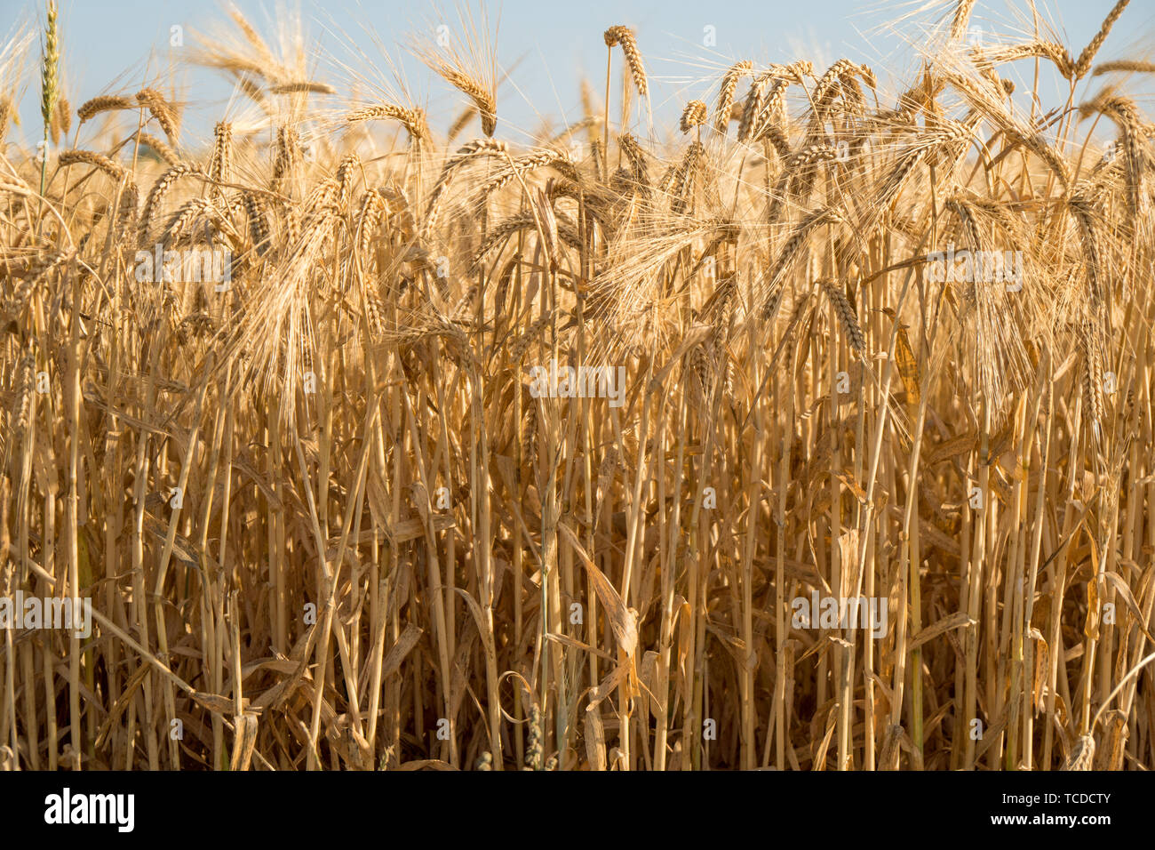Crop dry hi-res stock photography and images - Alamy