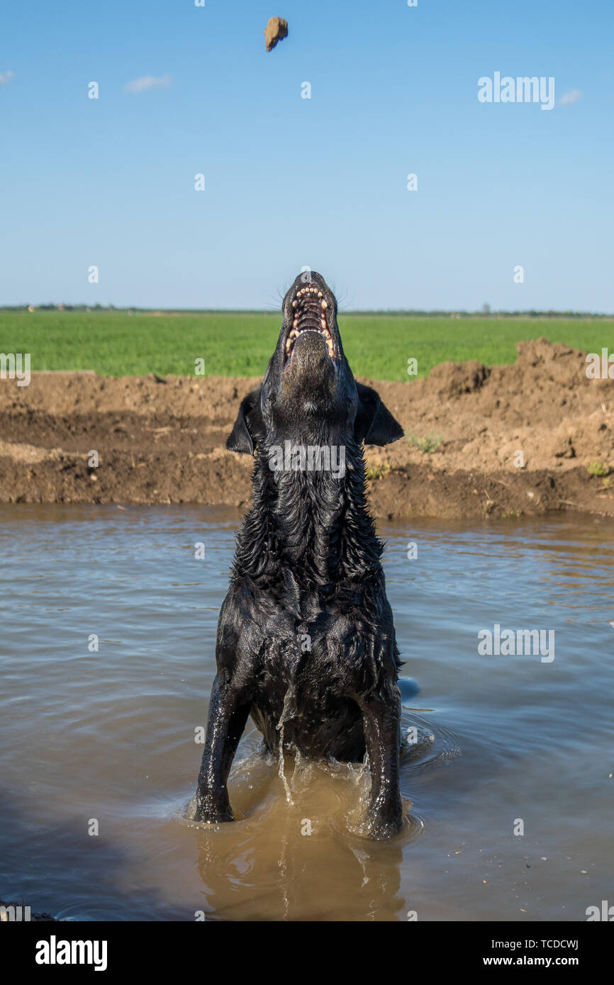 Black labrador retriever dog jumping out of water to catch rock Stock ...