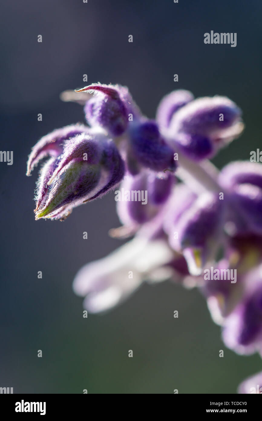 Mexican bush sage flower hi-res stock photography and images - Alamy