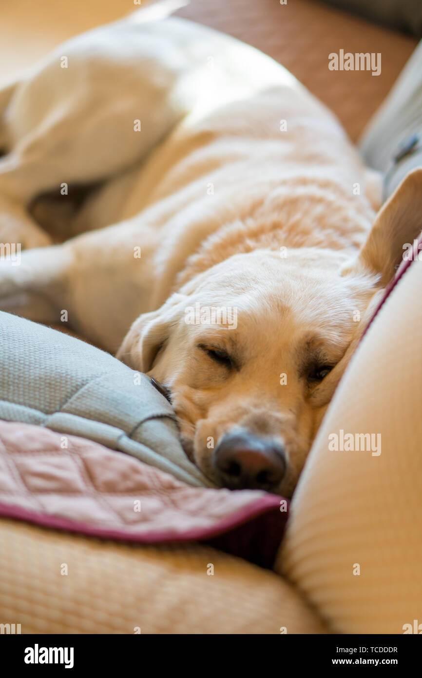 Yellow Labrador sleeping on couch Stock Photo - Alamy
