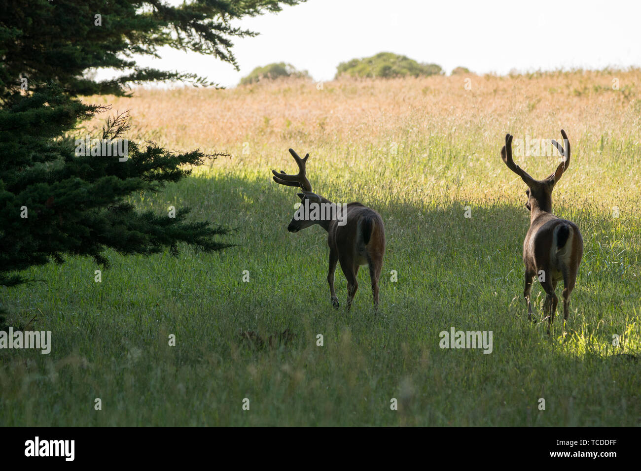 Large buck hi-res stock photography and images - Alamy