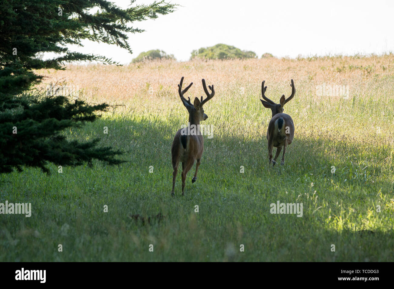 two large buck deer in velvet Stock Photo - Alamy
