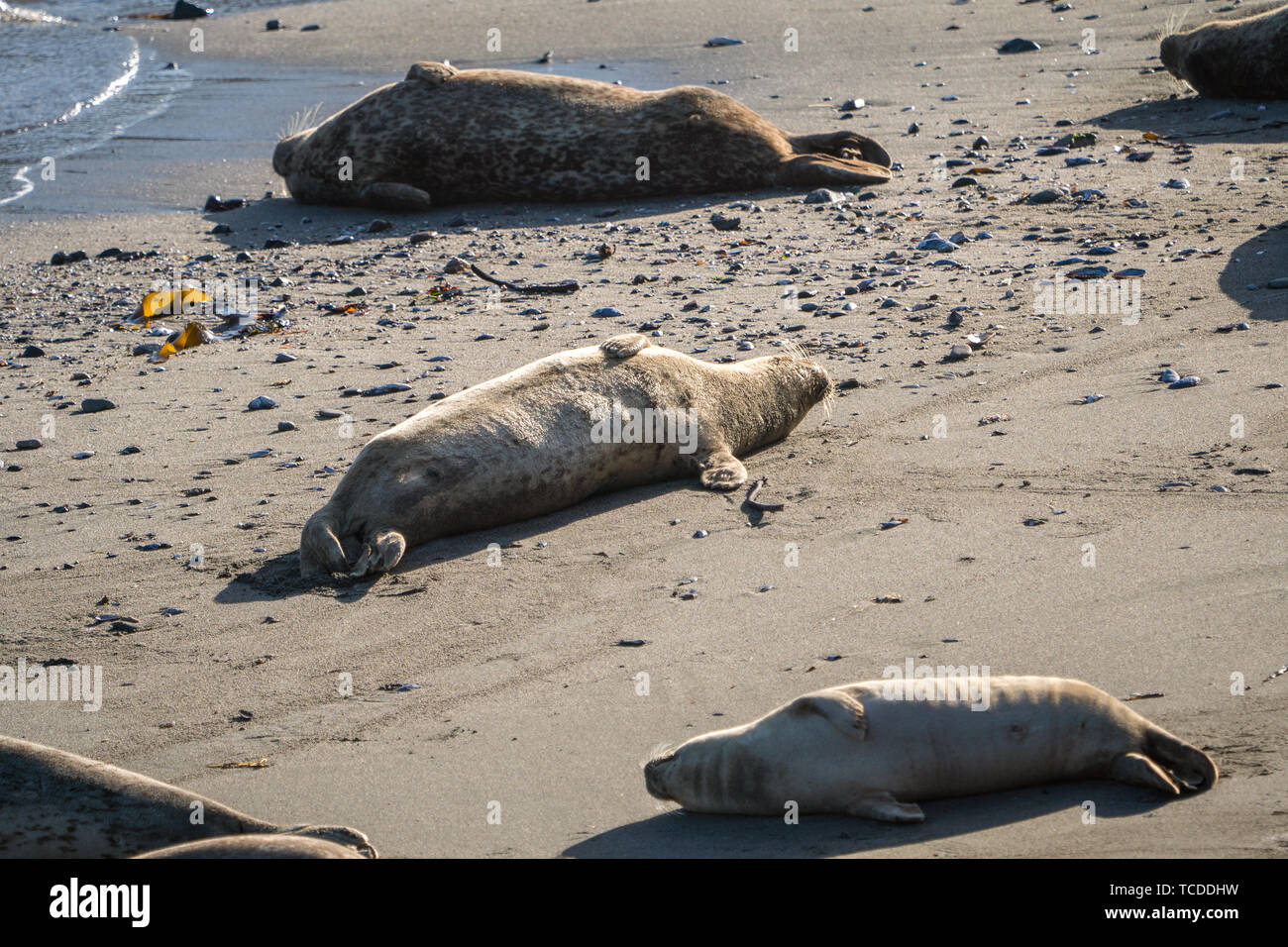 Soaking sun on beach hi-res stock photography and images - Alamy