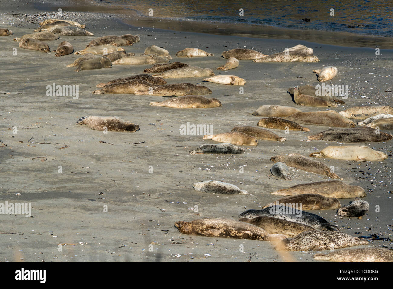 Group of harbor seals soaking up the sun on a sandy beach Stock Photo ...