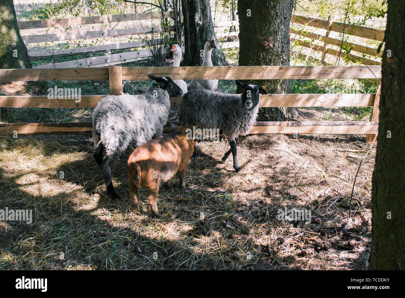 Herd of animals in the forest. Two sheep, two geese and a pig walk on ...