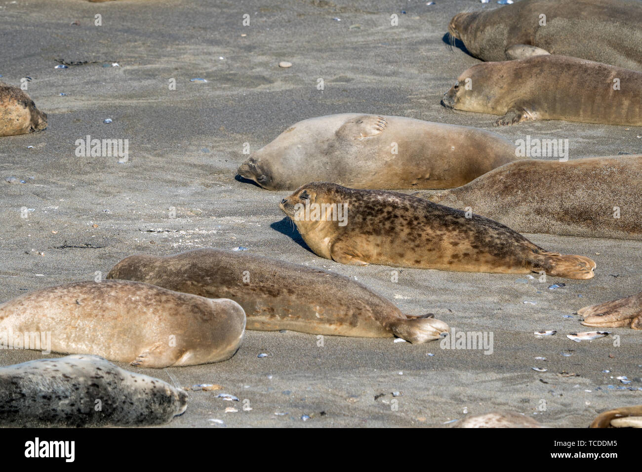 Group of harbor seals soaking up the sun on a sandy beach Stock Photo ...