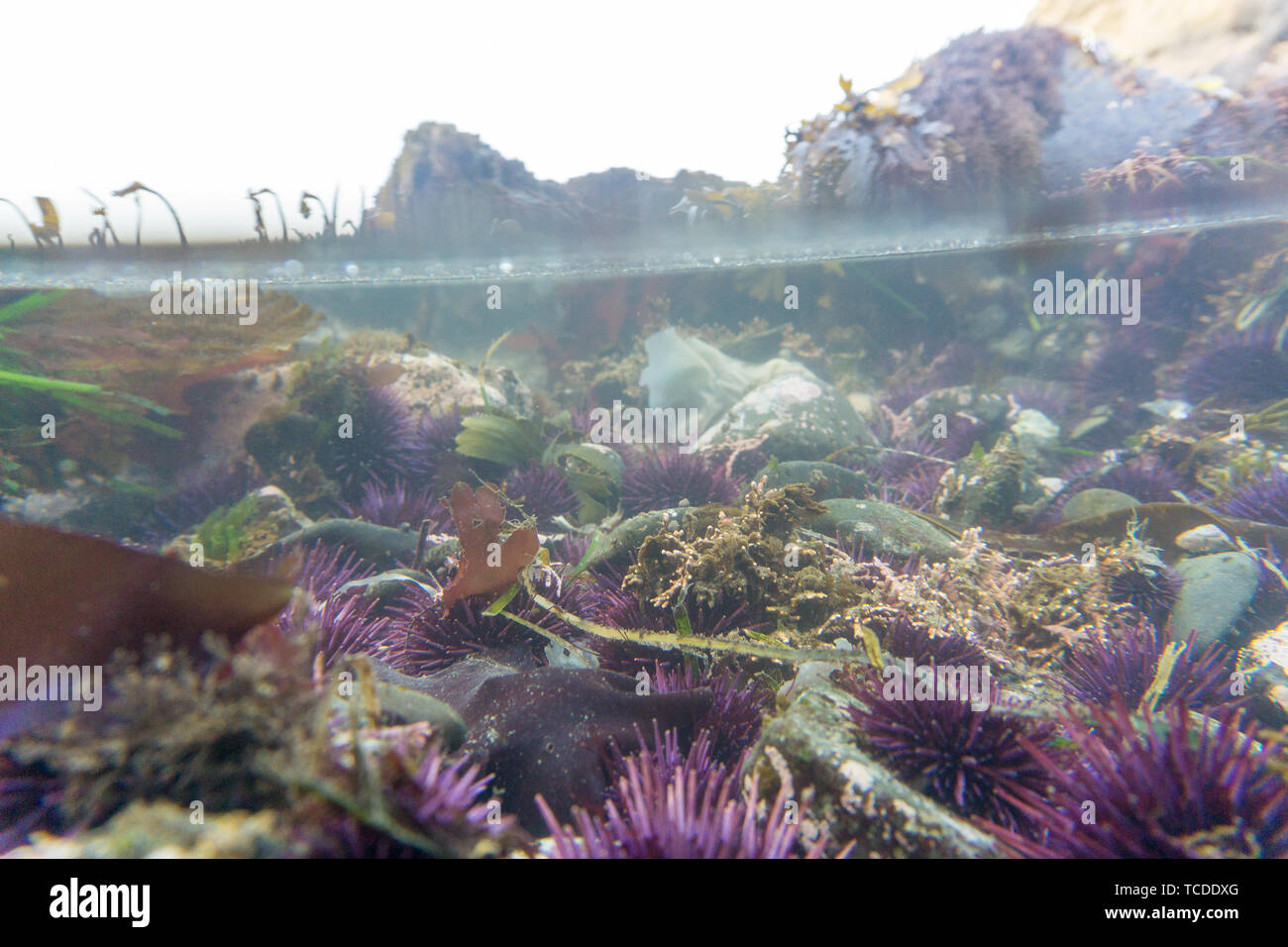 underwater view of a shallow tide pool Stock Photo - Alamy