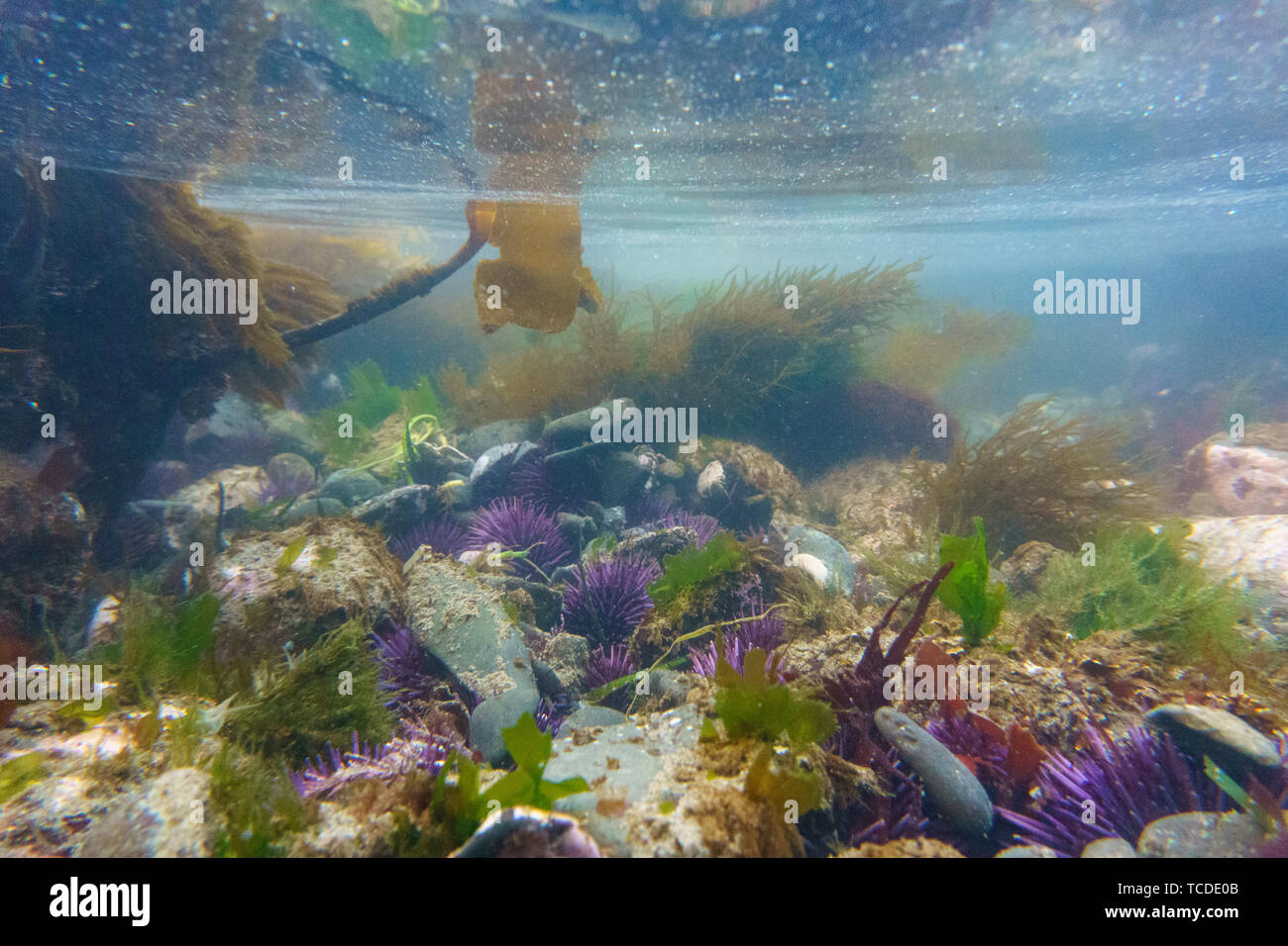 underwater view of a shallow tide pool Stock Photo - Alamy