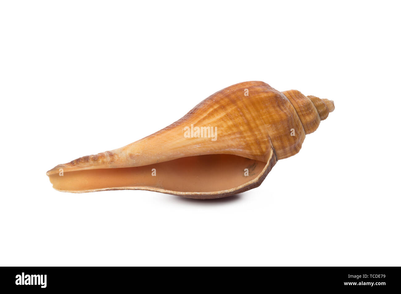 Seashell isolated on white background Stock Photo - Alamy