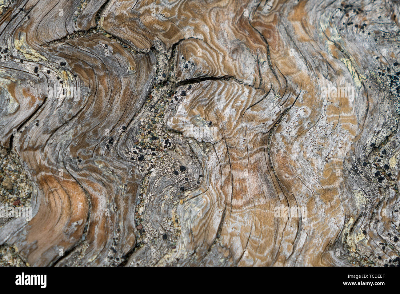 Weathered drift wood with sand background Stock Photo - Alamy