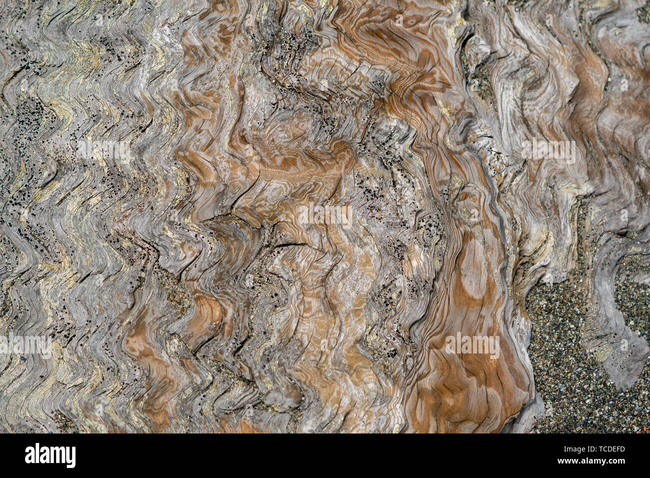 Decorative drift wood hi-res stock photography and images - Alamy