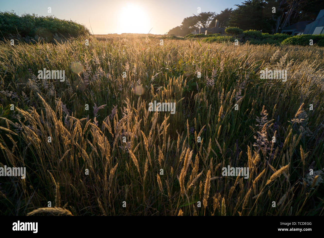 sunset over a tall grass meadow Stock Photo - Alamy