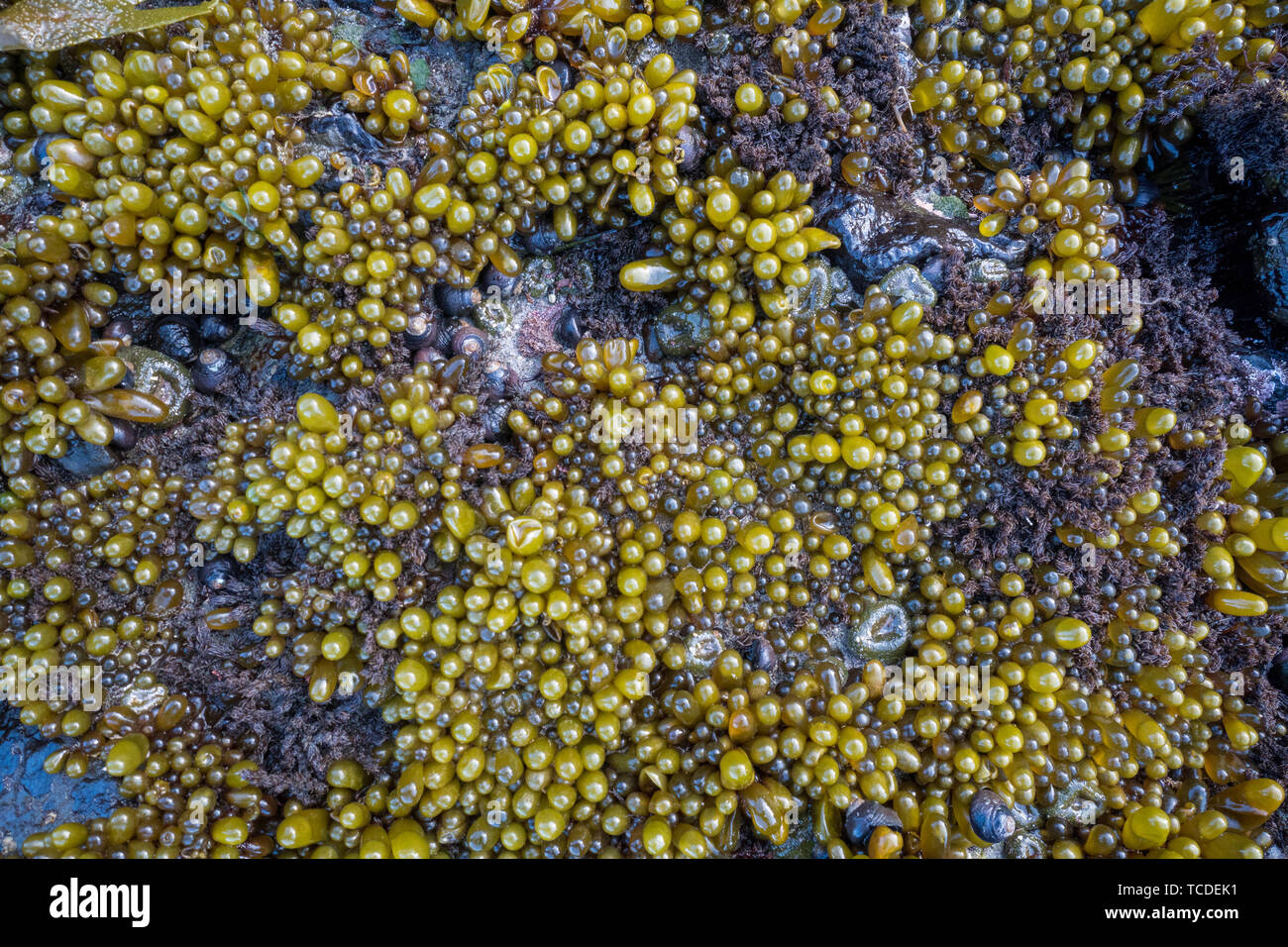 Seaweed pods hi-res stock photography and images - Alamy