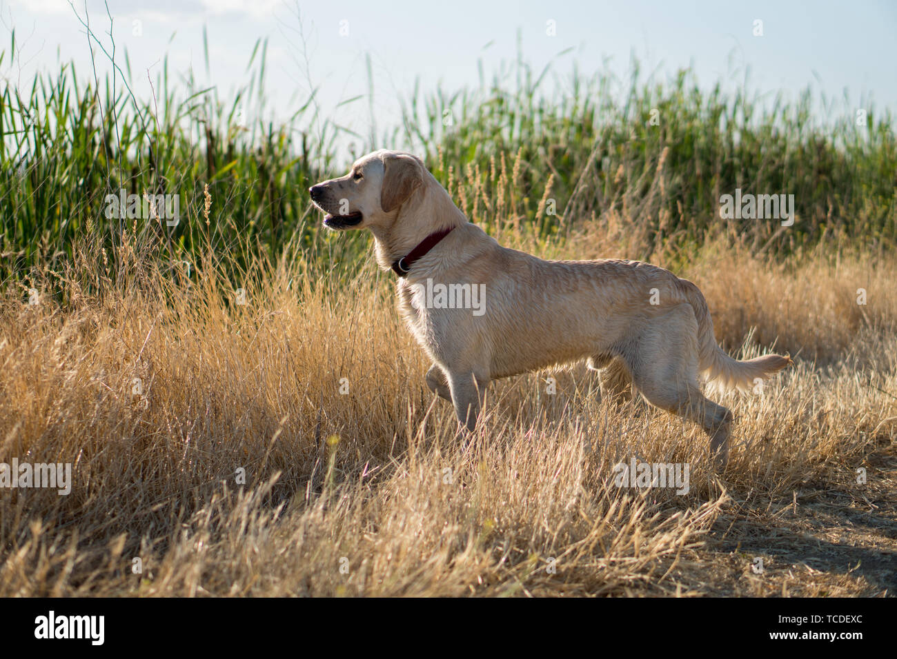 Yellow Lab Pointing