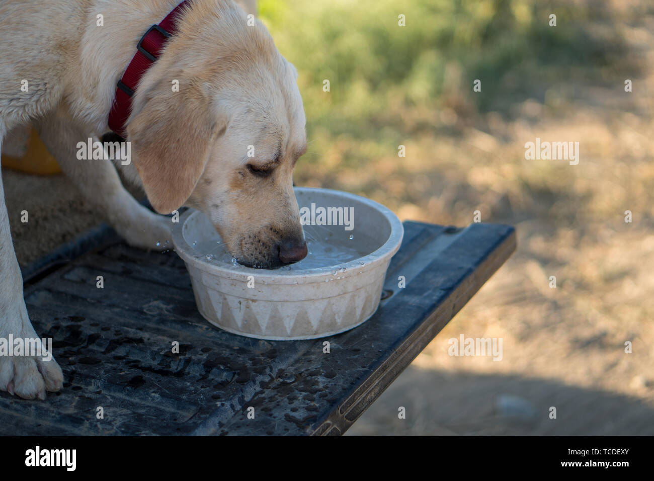 Why Do Lab Puppies Drink So Much Water