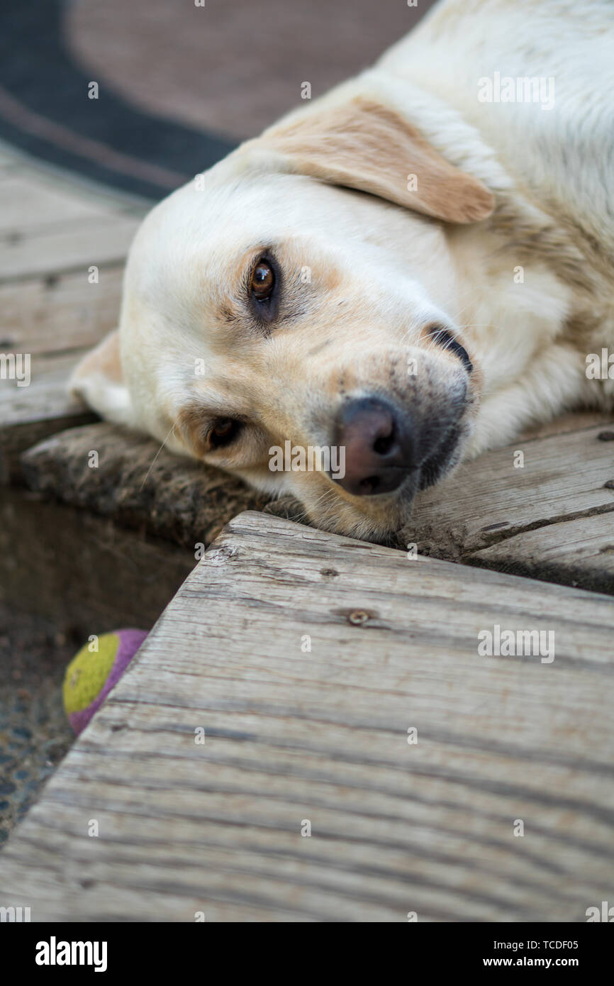 yellow Labrador retriever dog lying down on wood deck Stock Photo - Alamy