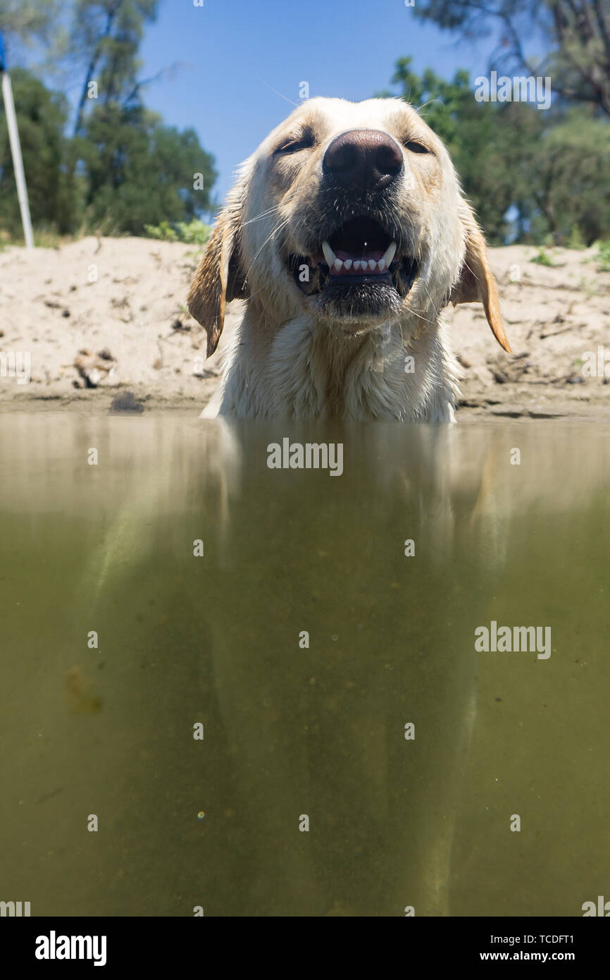 Labrador cooling off hi-res stock photography and images - Alamy