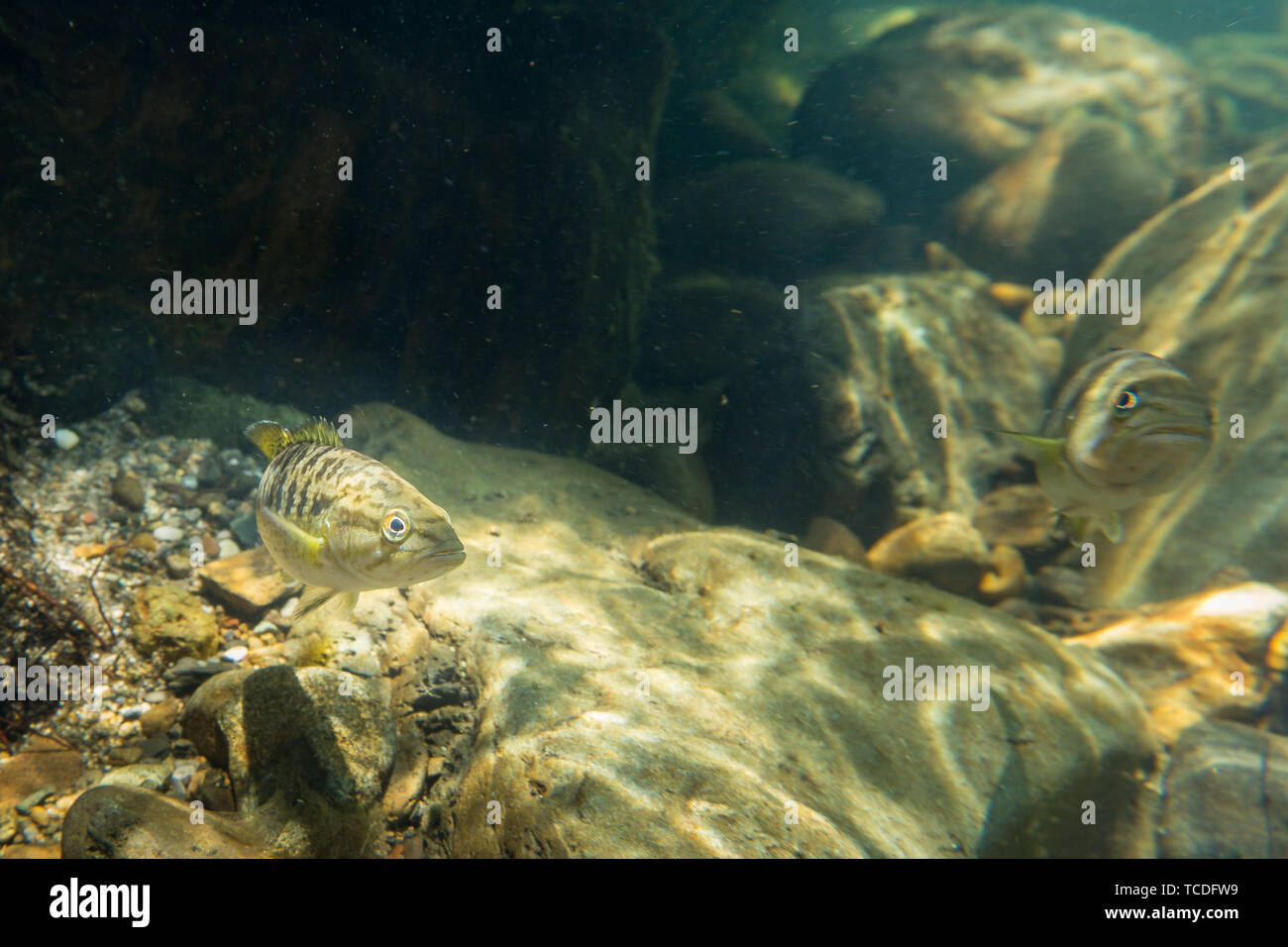 smallmouth bass underwater Stock Photo - Alamy