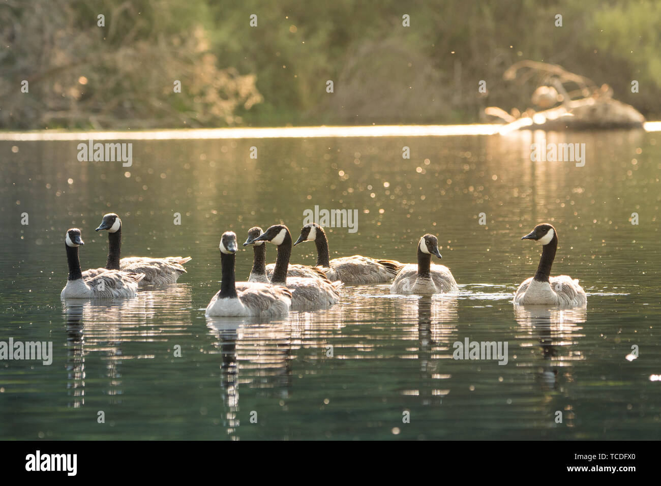 Group of geese swimming hi-res stock photography and images - Alamy