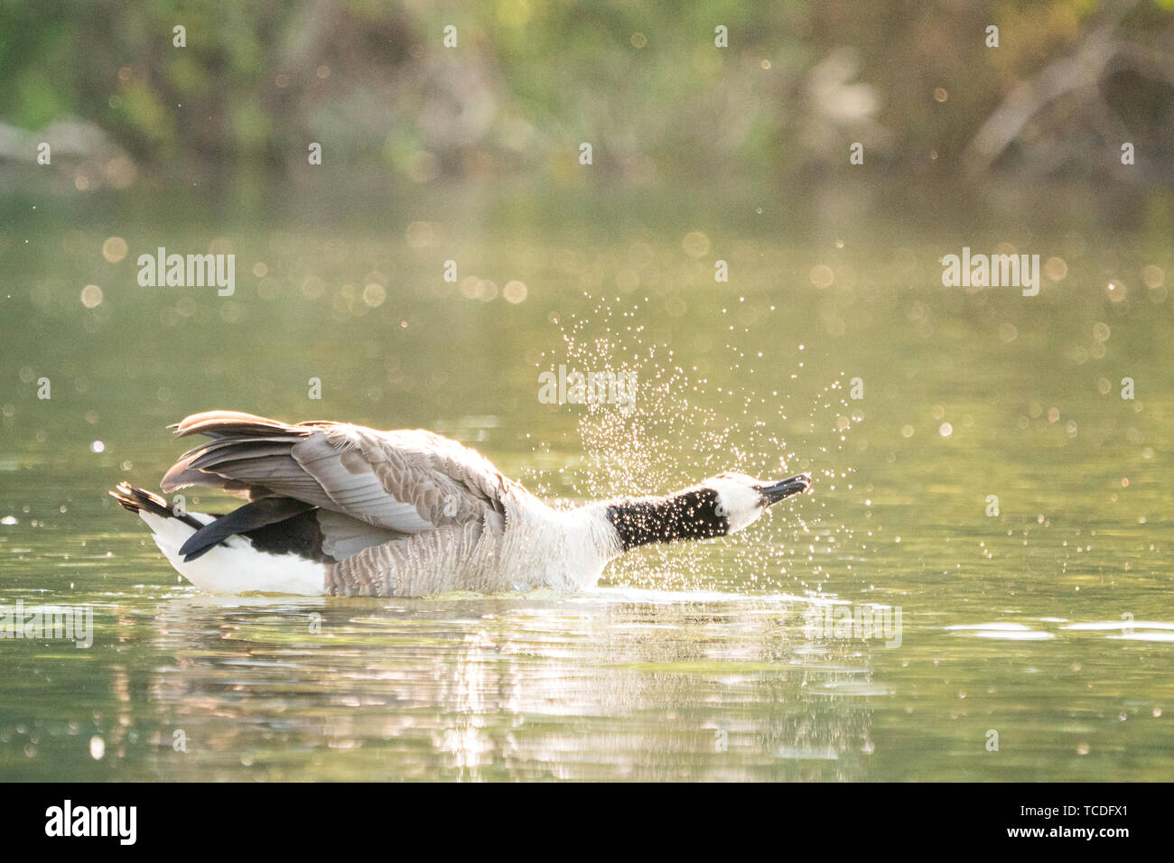 canada goose shaking it head Stock Photo - Alamy