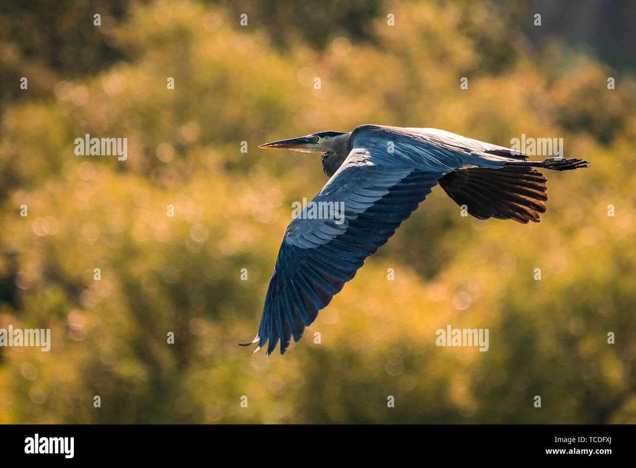 great blue heron flying Stock Photo - Alamy