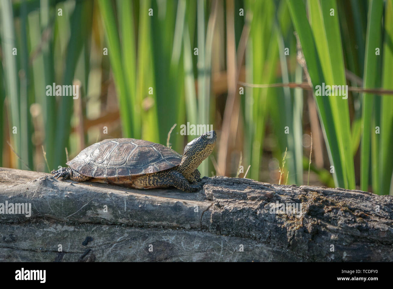 slider turtle on log Stock Photo - Alamy