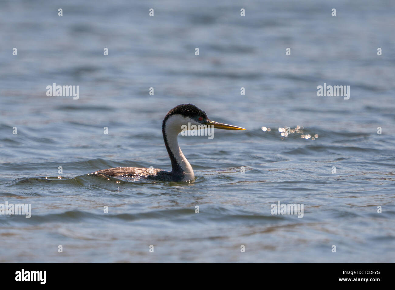 western grebe swimming Stock Photo - Alamy